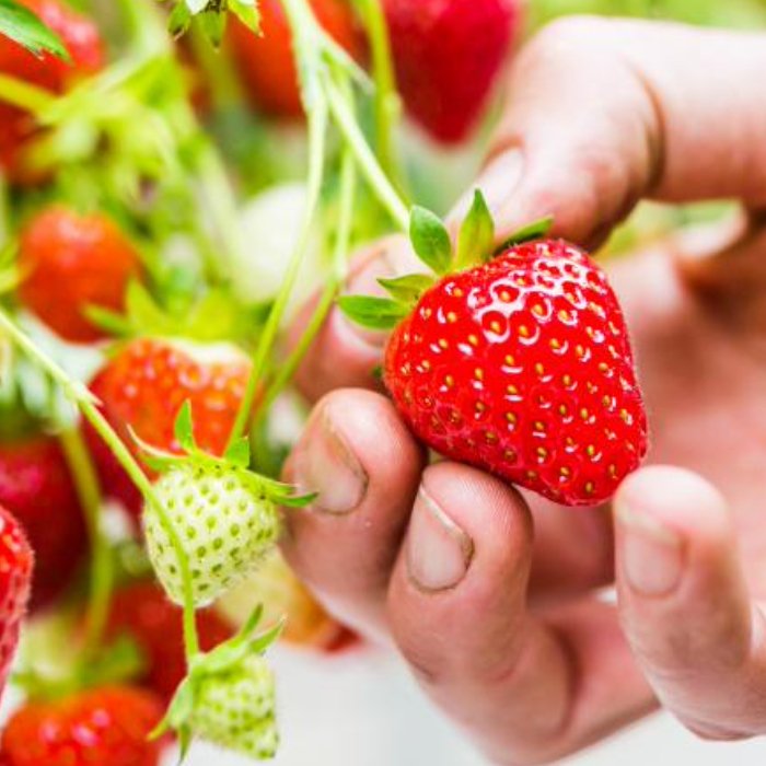 Order Fruits and Vegetables - Les Gastronomes