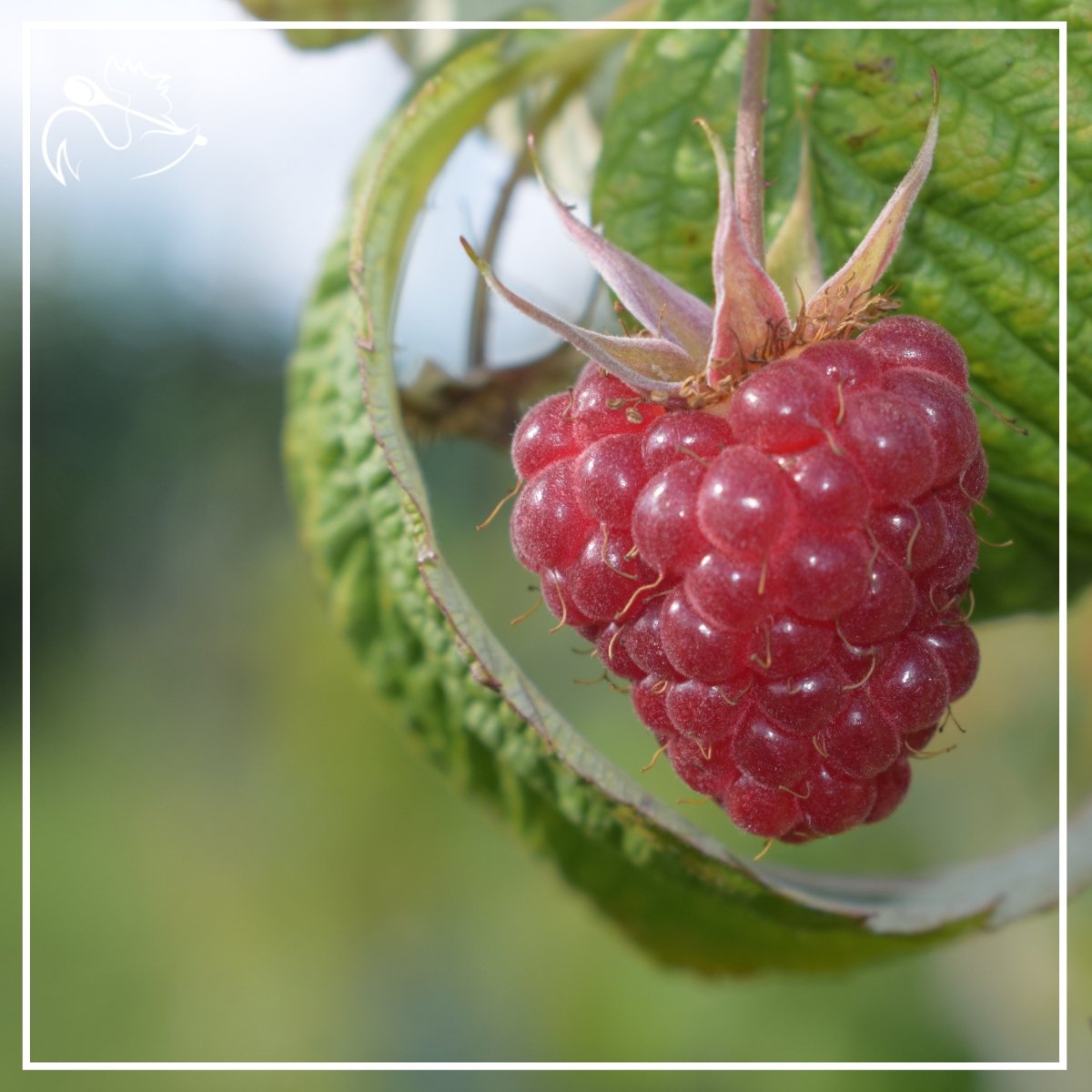 Fruits & Vegetables | Les Gastronomes