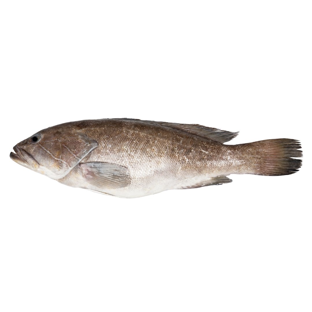 White Fish | Les Gastronomes